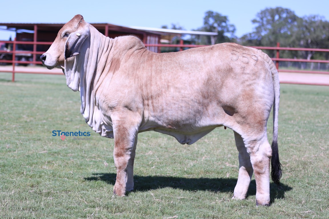 LOT 06 - MISS J&M ETHEL 559/1