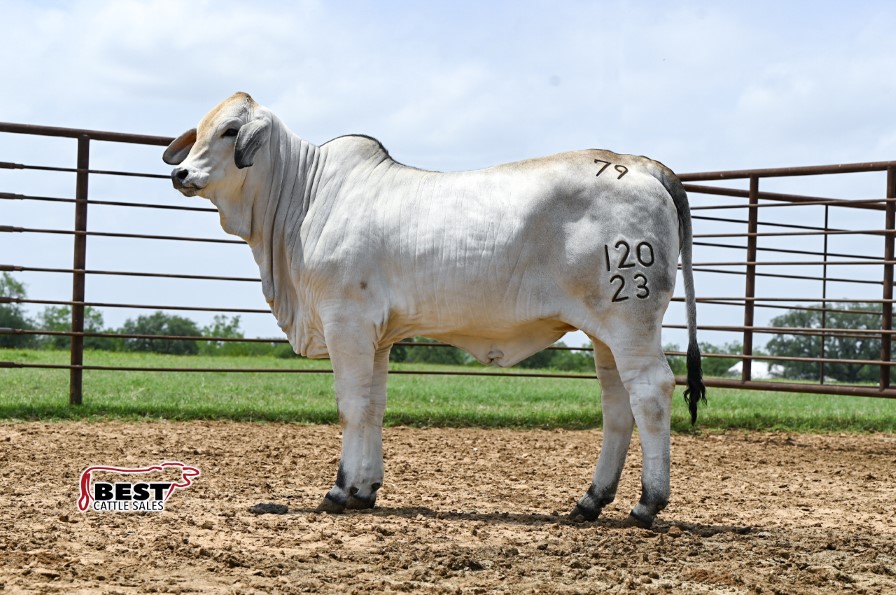 LOT 03 - 79'S MISS 120/23