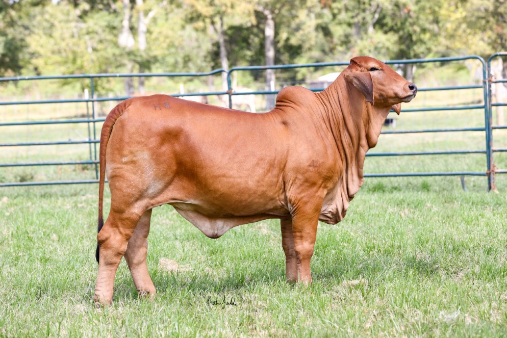 LOT 05 - JLCS HB LADY FLORA 30/2