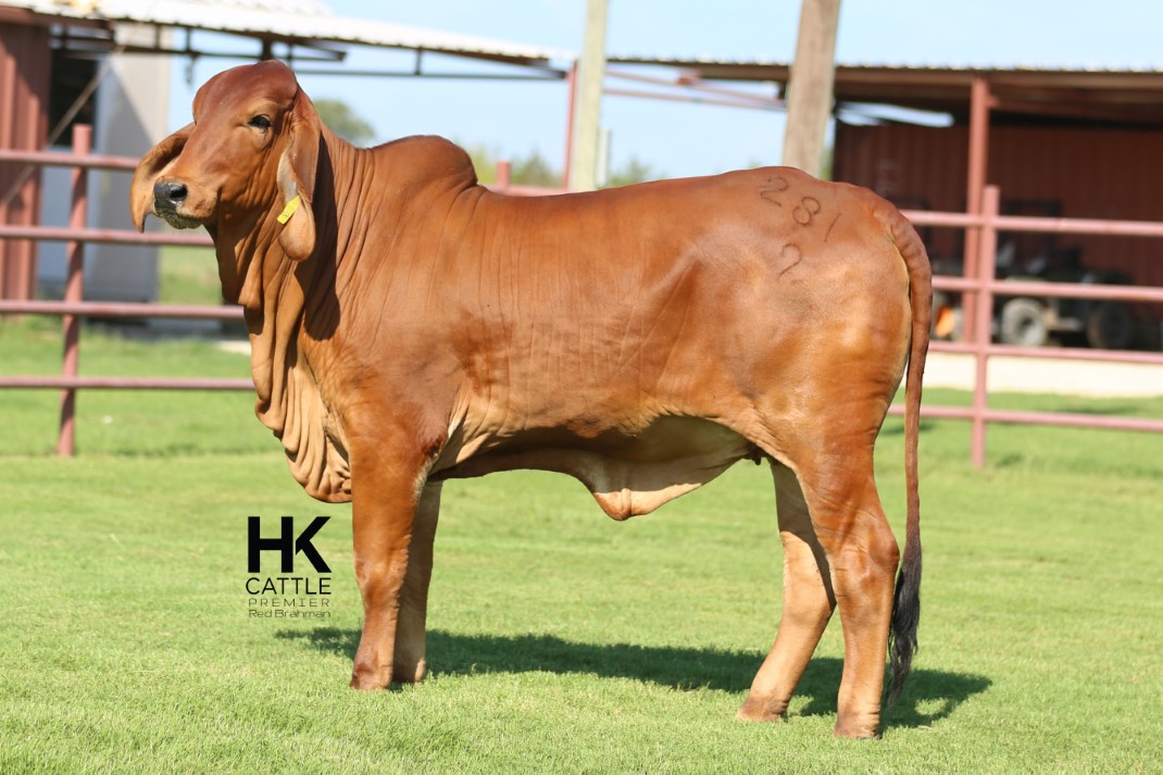 LOT 04 - HK MS. PARAGON PLUS 281/2