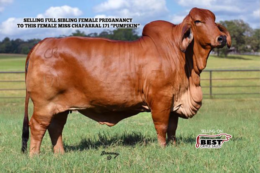 LOT 19 - +SRS MR. PASCO 812 x +5M MS BETTY ROJO 944/4 - FEMALE SEXED ...
