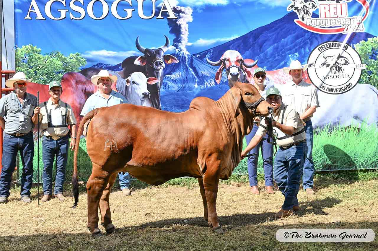 LOTE 02 - RR DANIELA T BRAVO 11571