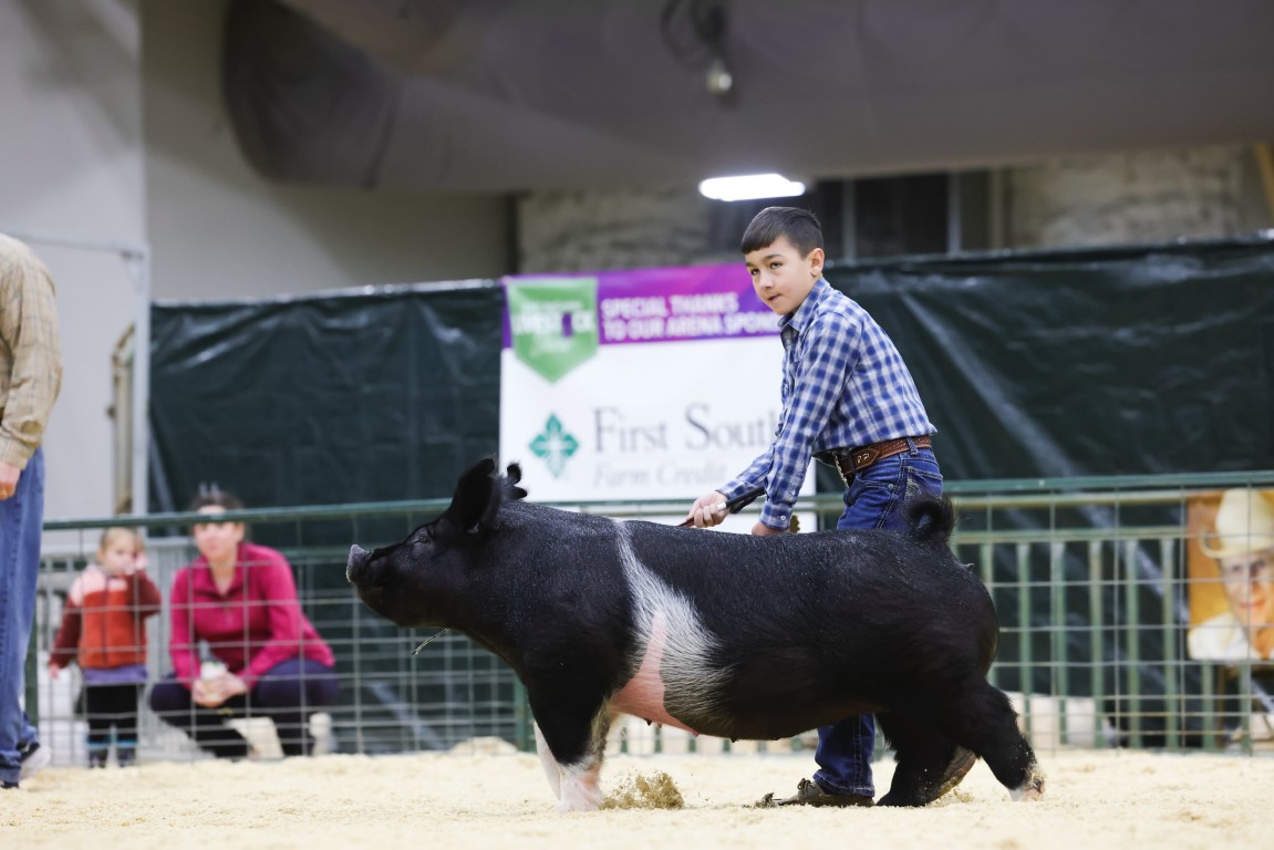 LOT 17 - Premium Pick Show Pig