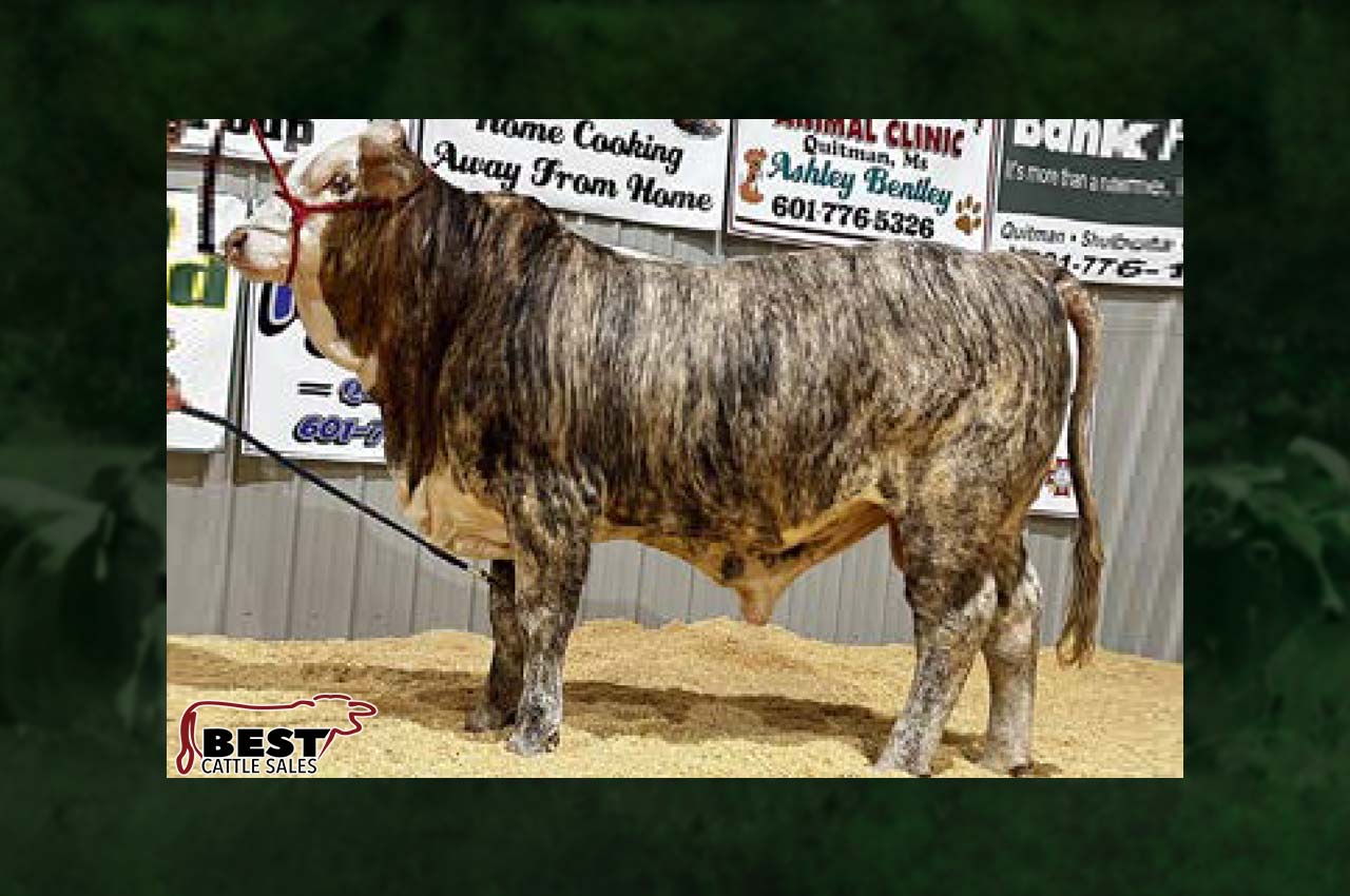 LOT 160 - GOLDEN CERTIFIED TIGER STRIPE BULL