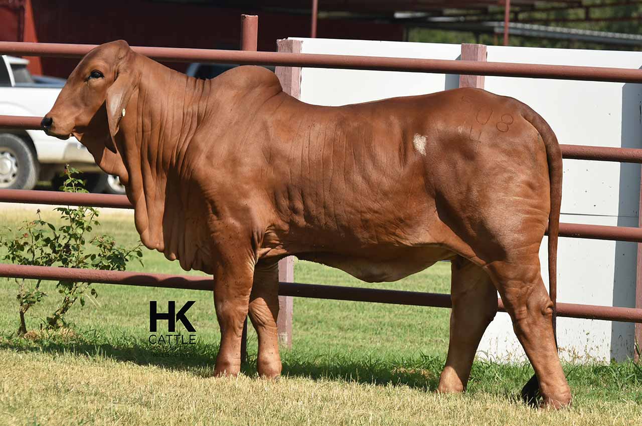 LOT 13 - HK MS. PABLO AMERICA 508/4 (P)