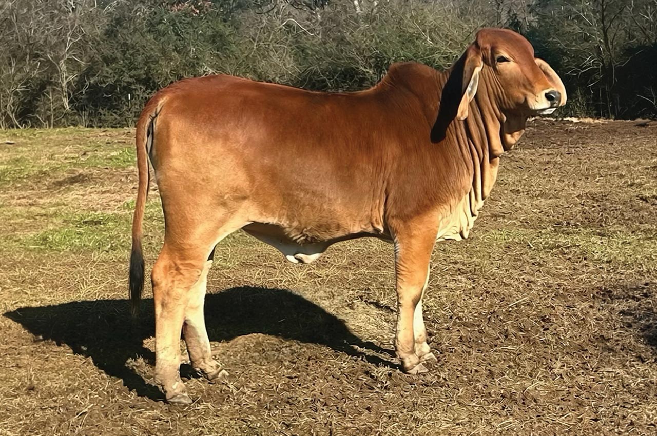 LOT 008 - LCC MS. LUCY 137