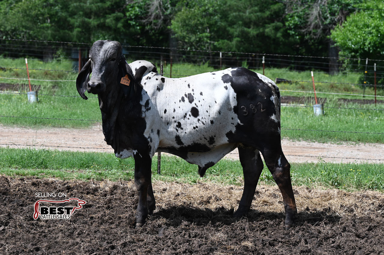 LOT 02 - BUTLER CHISOLM 382