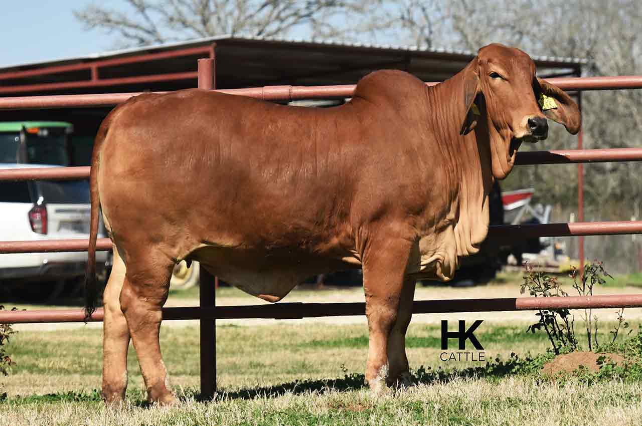 LOT 09 - HK MS. X-RAY 364/3