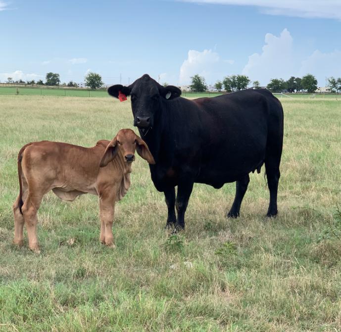 LOT 099 - 3 PREGNANCIES IN SLASH S FARMS WEANED CALF PROGRAM