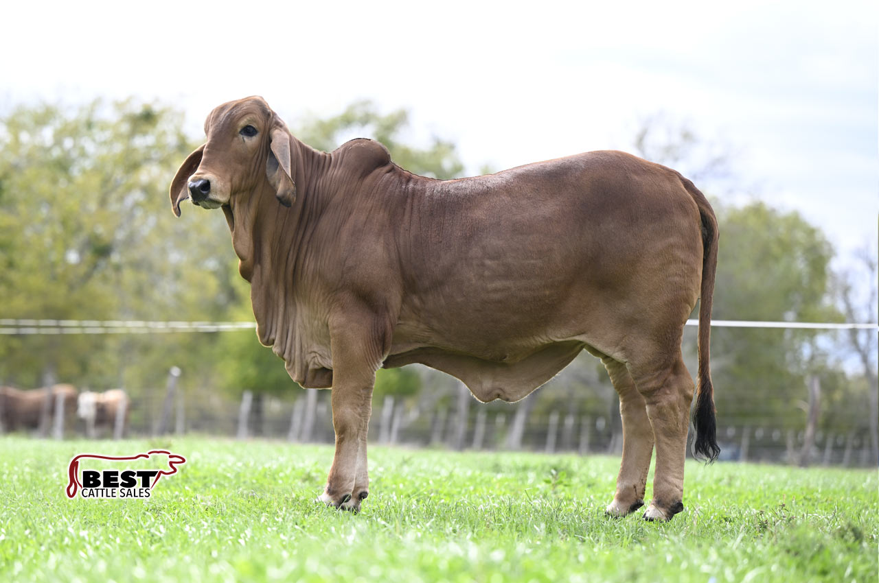 LOT 08 - UNBRANDED REGISTERED MAXIMUS ROJO X LADY H MELANIA ROJO