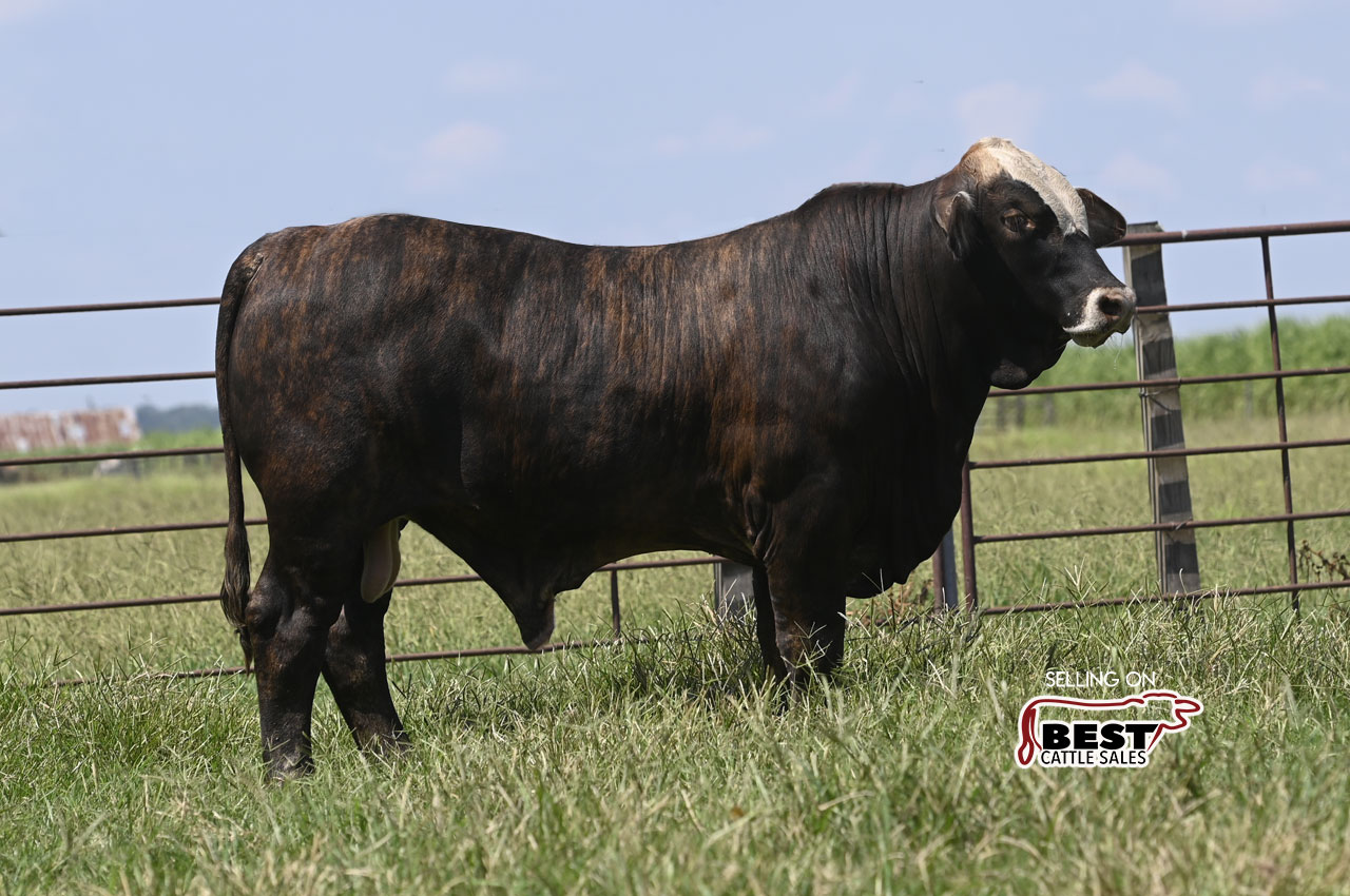LOT 13 - Mr. JS/DJF Maringouin 47/3