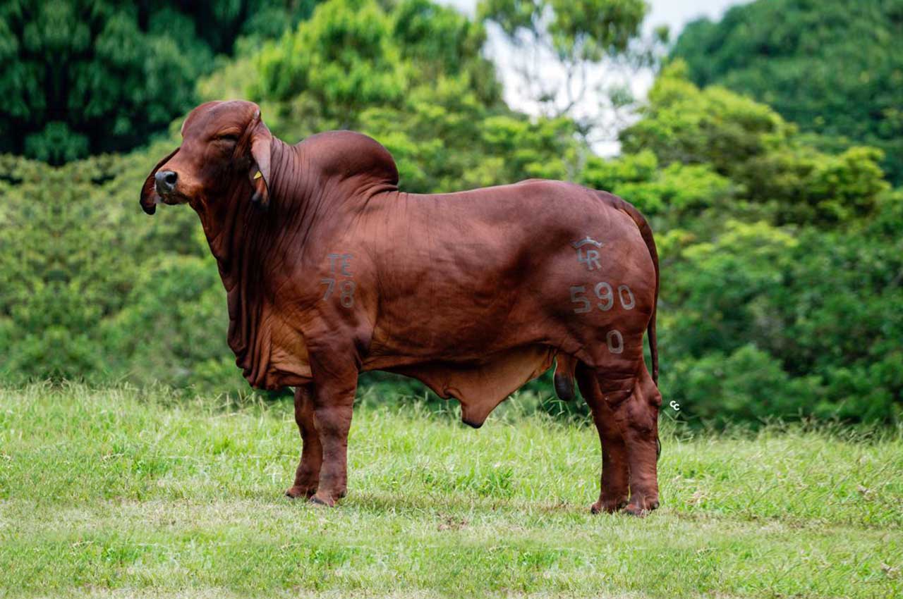 LOTE 26 - LRSV 590/0 BISONTE TE