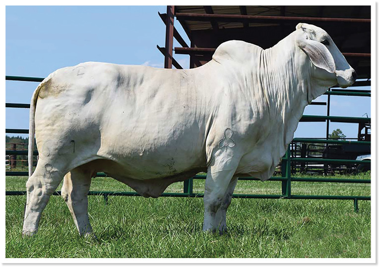 LOT 10 - 11 BRED COW - CHOICE OR X THE MONEY OF LOTS CHOSEN (A)