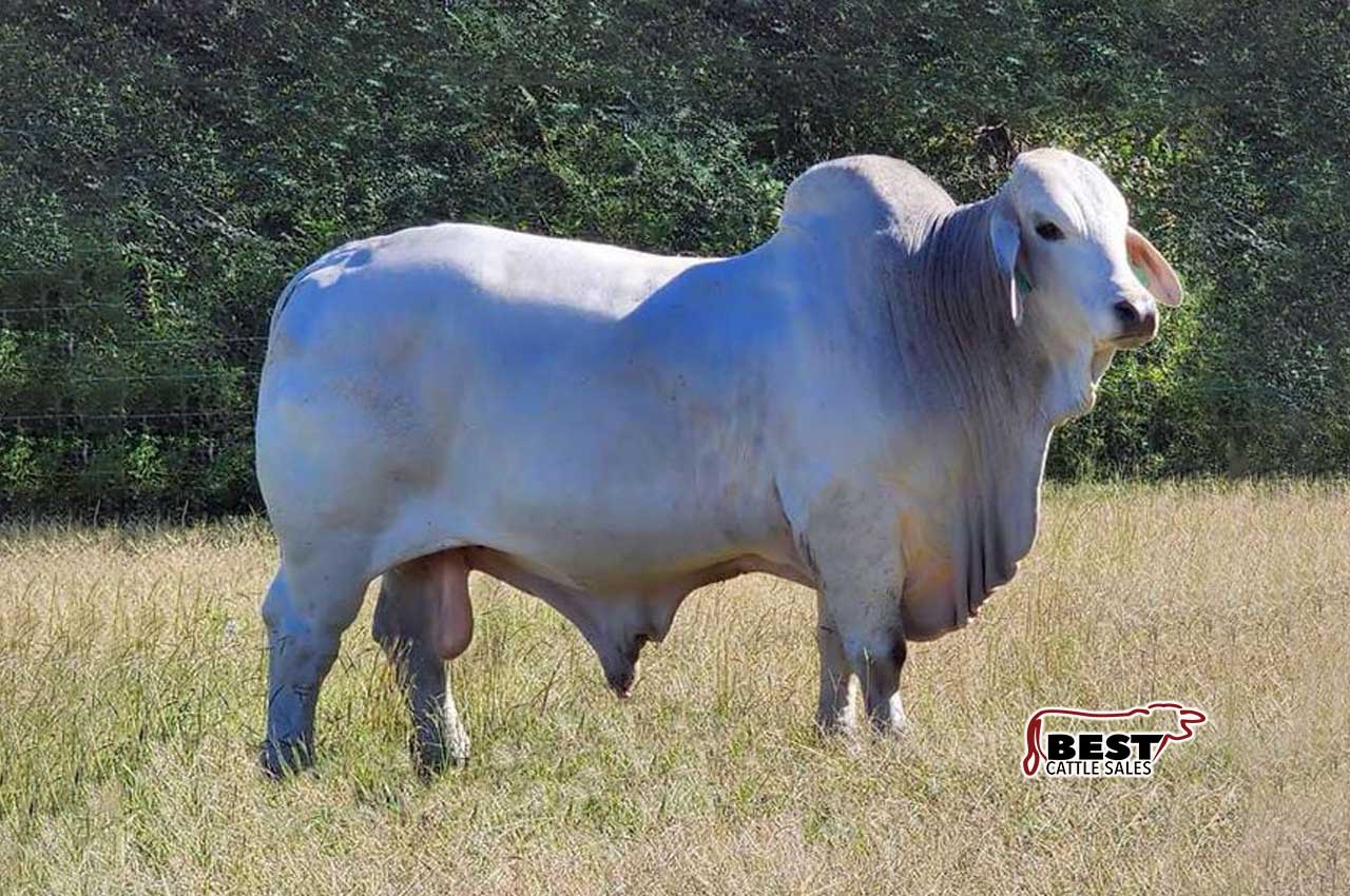 LOT 11 - SRS SUPER ROCK STAR 423/8 (S) - SEMEN PACKAGE