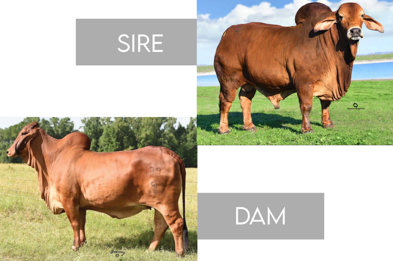 LOT 28 - MORENO MR. ROCKY ELMER 391 x MISS B-F 139/9 - SEXED EMBRYO PACKAGE