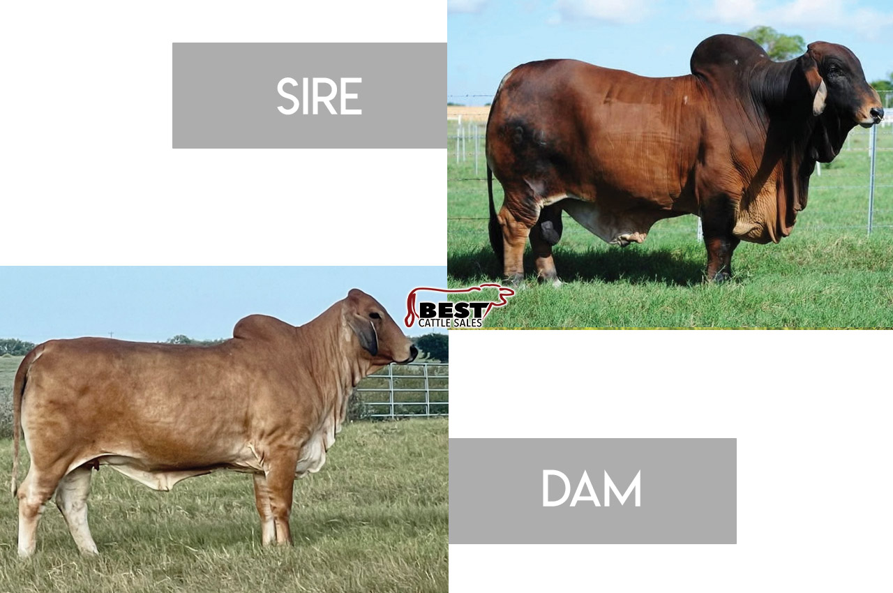 LOT 017, 017A - UNNAMED/UNBRANDED HEIFER