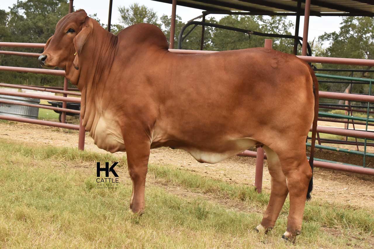 LOT 11 - HK MS. RAY 314/3