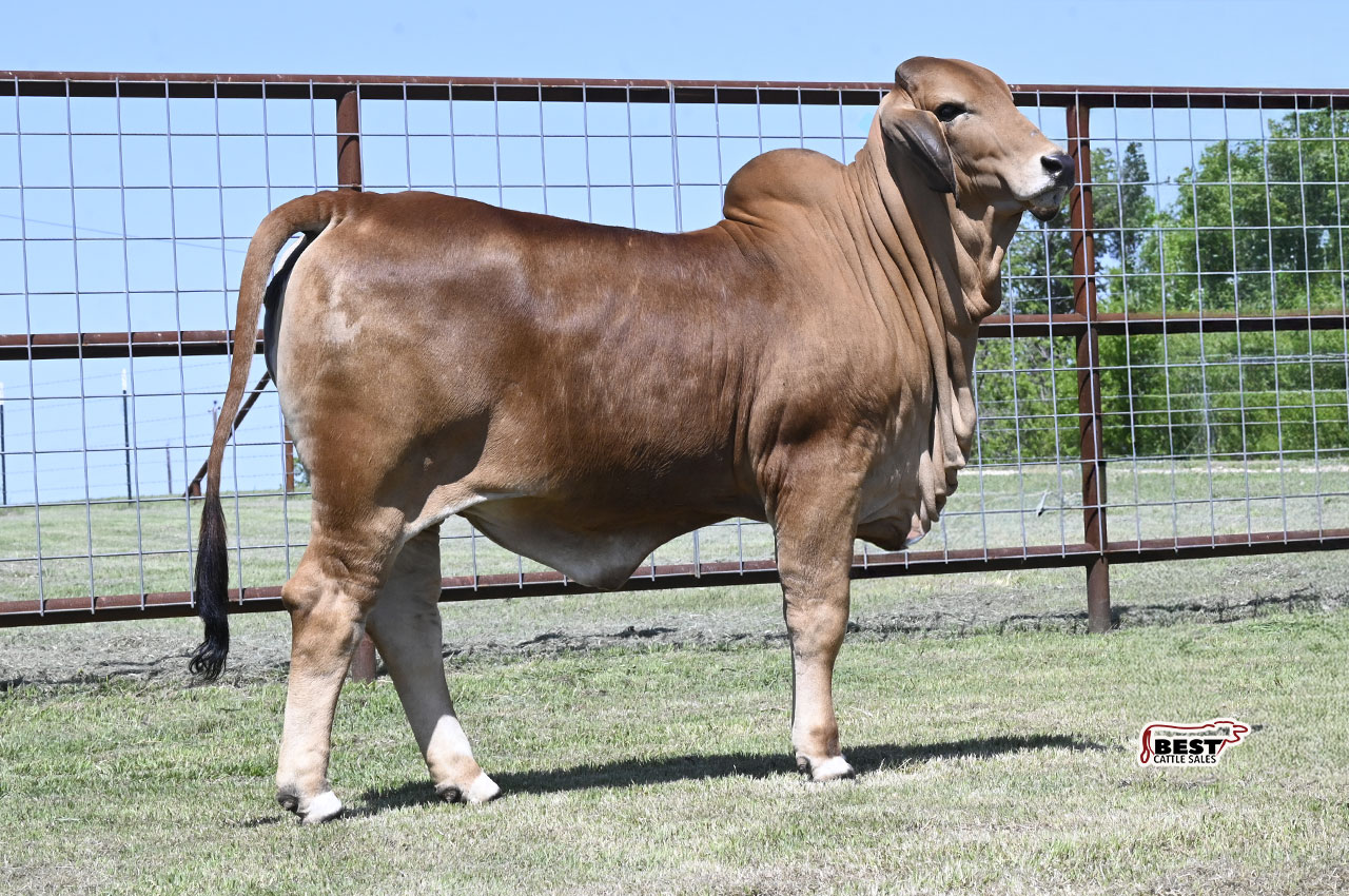 LOT 08 - MISS HC MARCEL 237/4