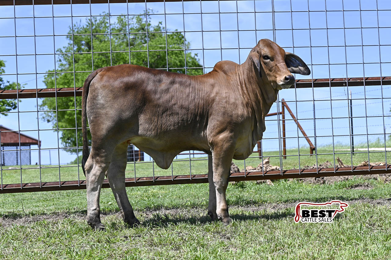 LOT 03 - MISS HC CASSI 205/3