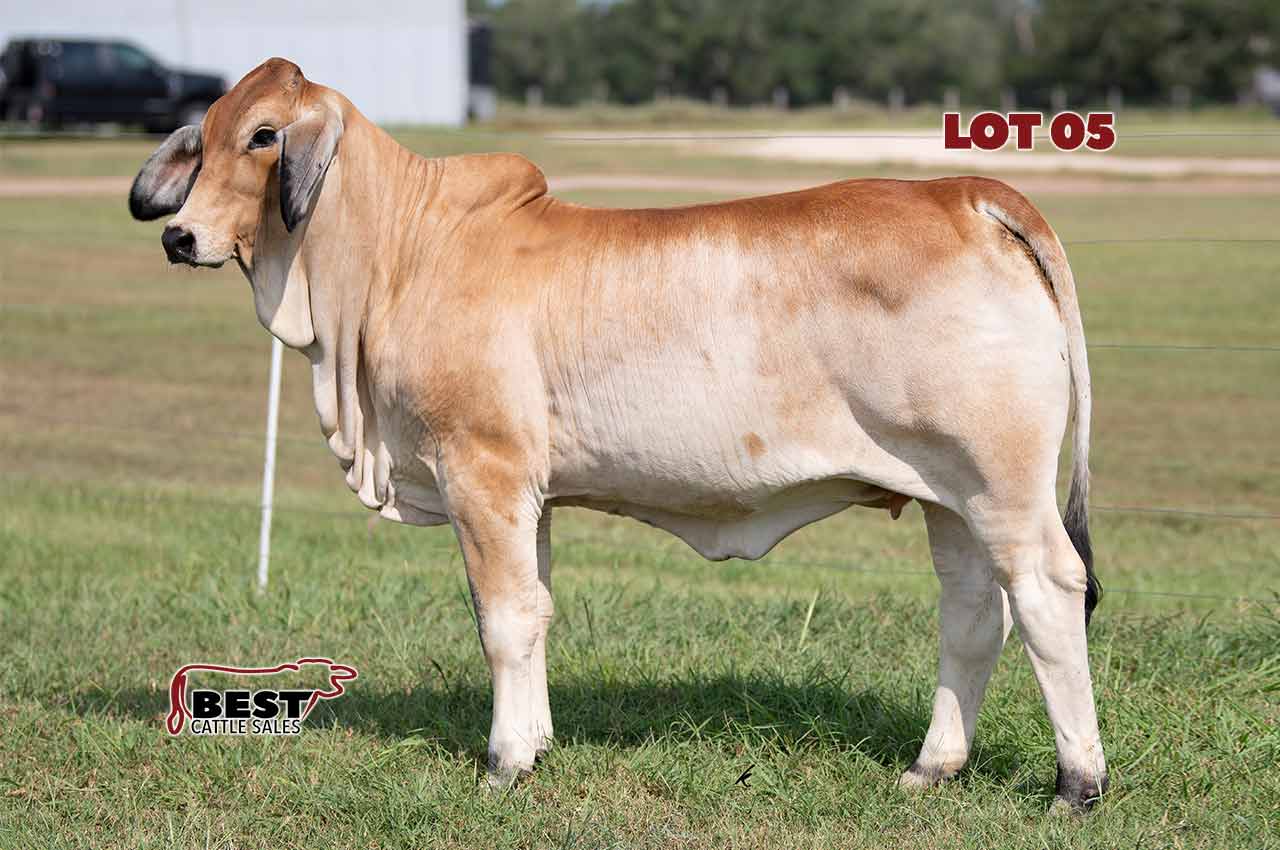 LOT 05 - MISS WJ STELLA 314/1