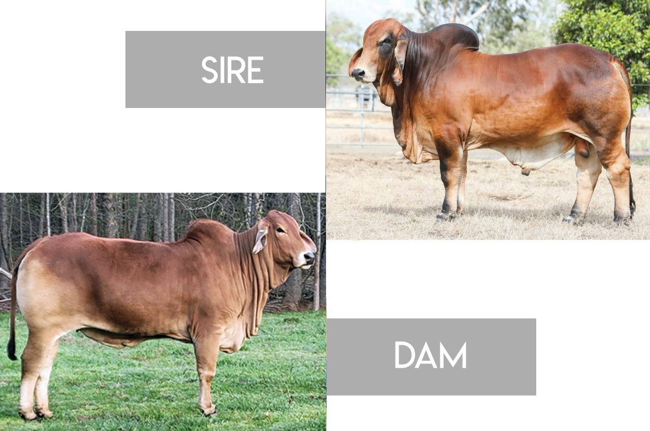 LOT 13 - KANDOONA BARBOSSA 16226 X MISS MF LADY KATY 5/1- 3 RSF EMBRYOS