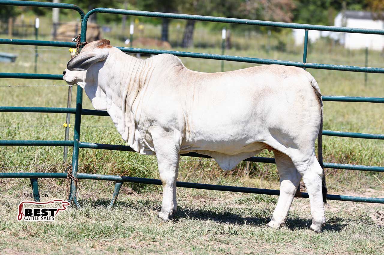 LOT 09 - VF MISS MAXINE 6/1 ET