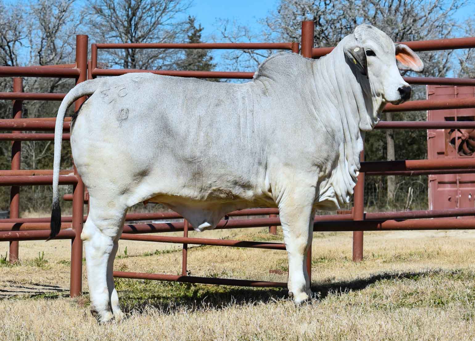 LOT 09 - MISS J&M AUGUSTA 753/4