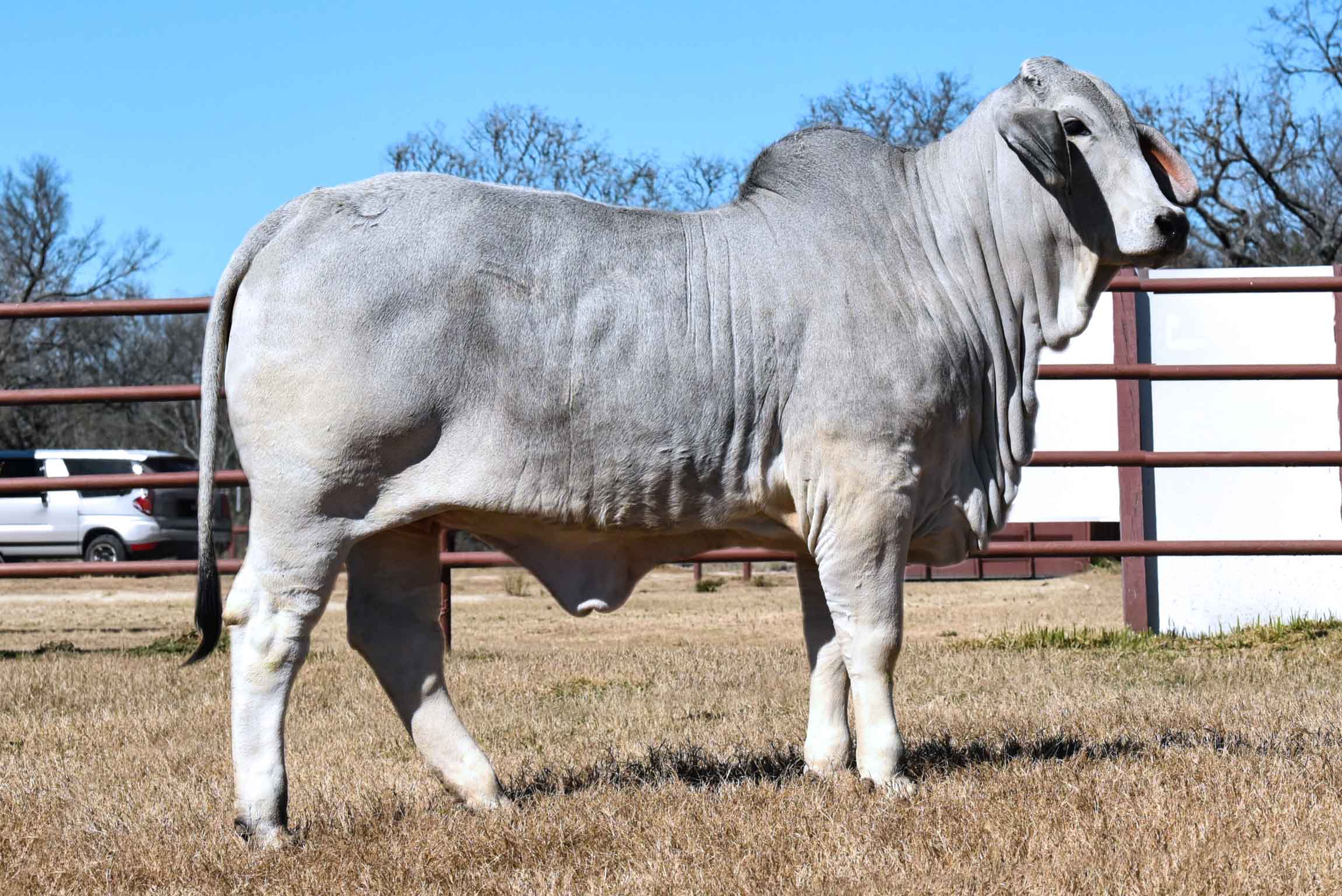 LOT 09 - MISS J&M AUGUSTA 753/4