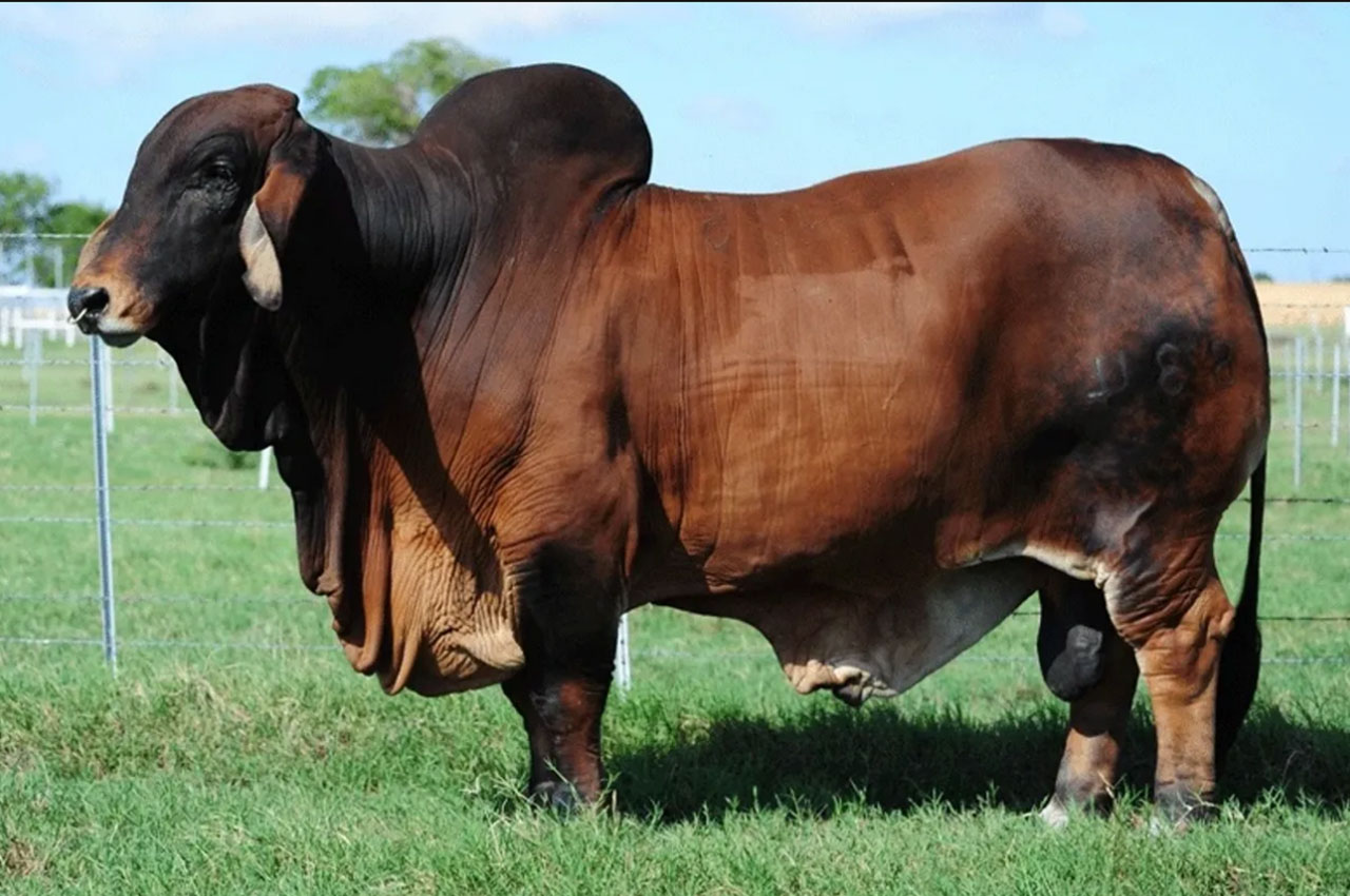 LOT 09 - +SRS MR. CAPTAIN RED LEGS 834-1 UNIT OF CONVENTIONAL SEMEN/1 CERTIFICATE