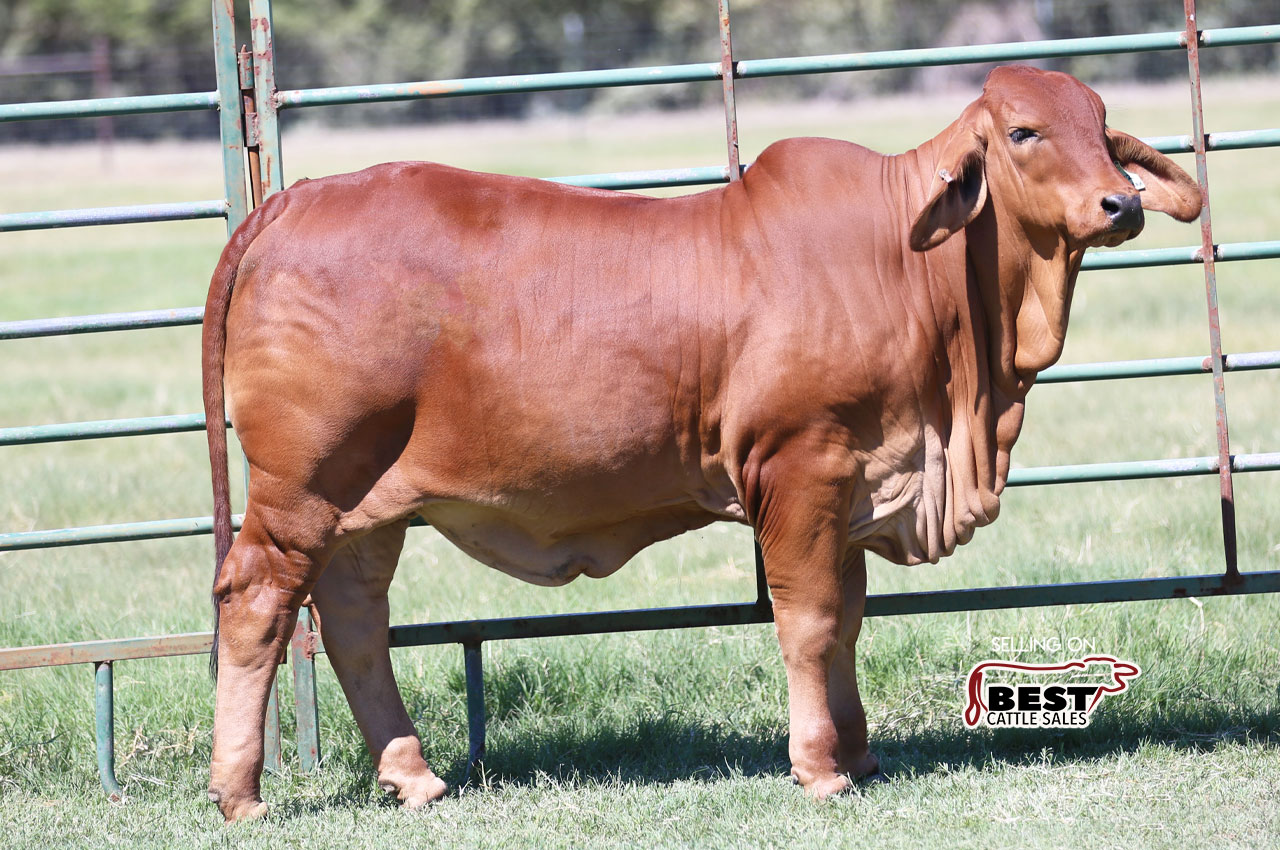 LOT 12 - MISS BLS 126/1