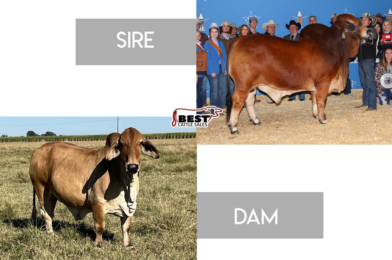 LOT 13 - CCC MR CLETUS 149/0 X MISS JS ROGUE 657/6 - PREGNANT RECIP