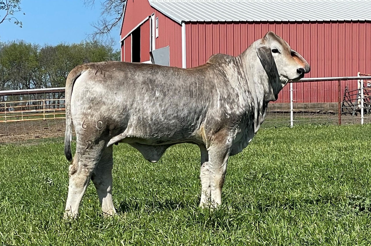 LOT 02 - AT MISS LYRIC 60/2