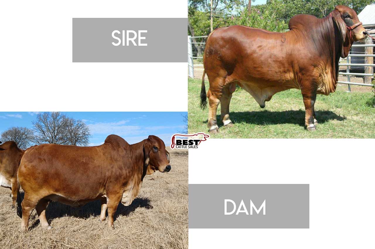 LOT 23 - +SRS MR. PASCO 812 X HK MISS GAROTA VISA 996 - PREGNANT RECIP