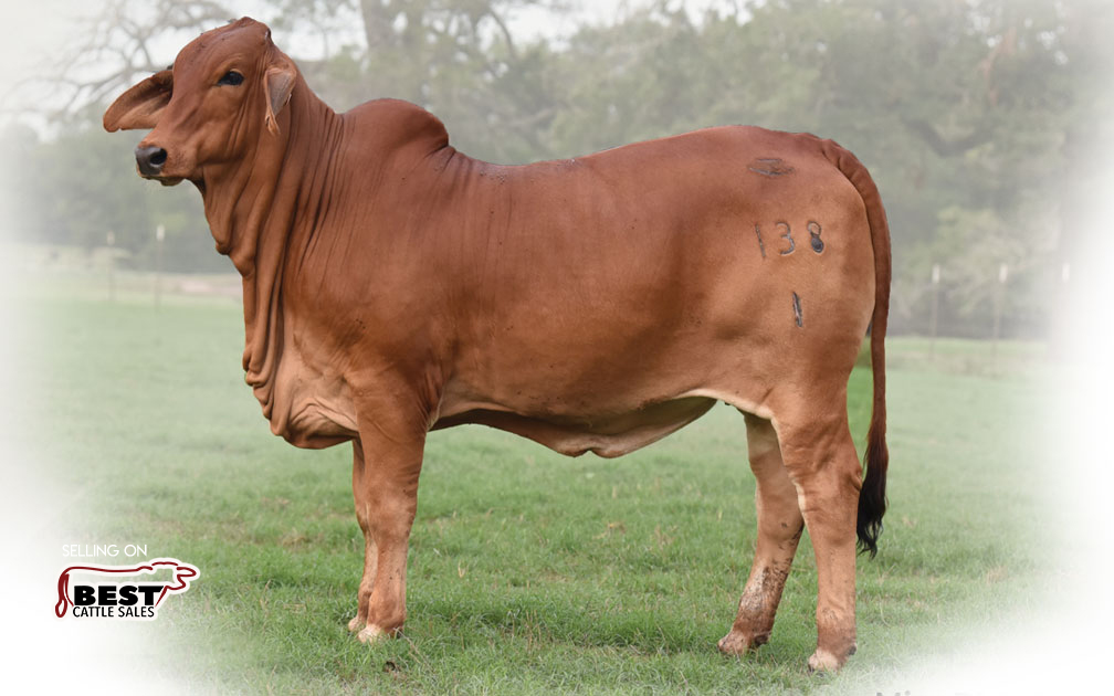 LOT 08 - MISS BLS 138/1