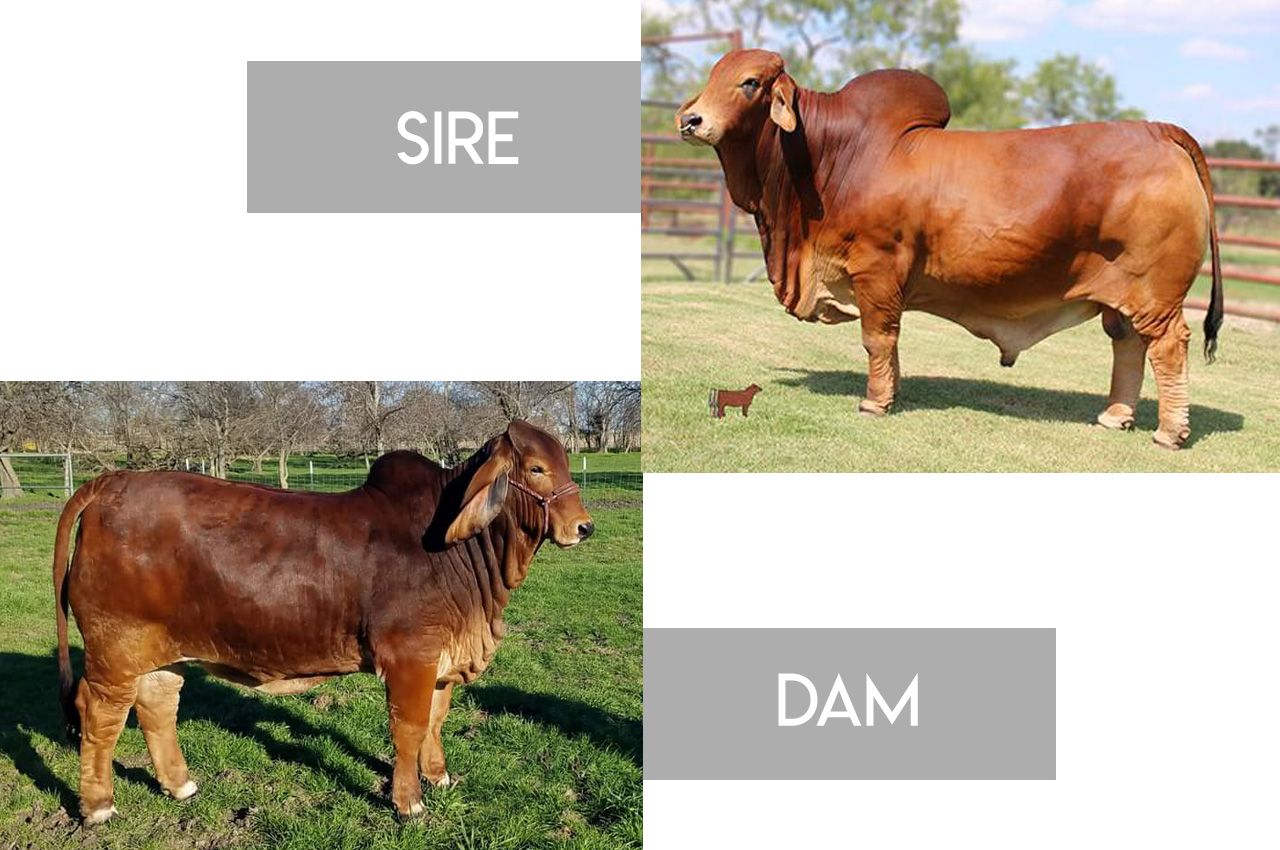 LOT 20 - MS CADDO MOONSHINE MOLLY 86 x +MR WCC MAXIMUS ROJO 82/4 ...