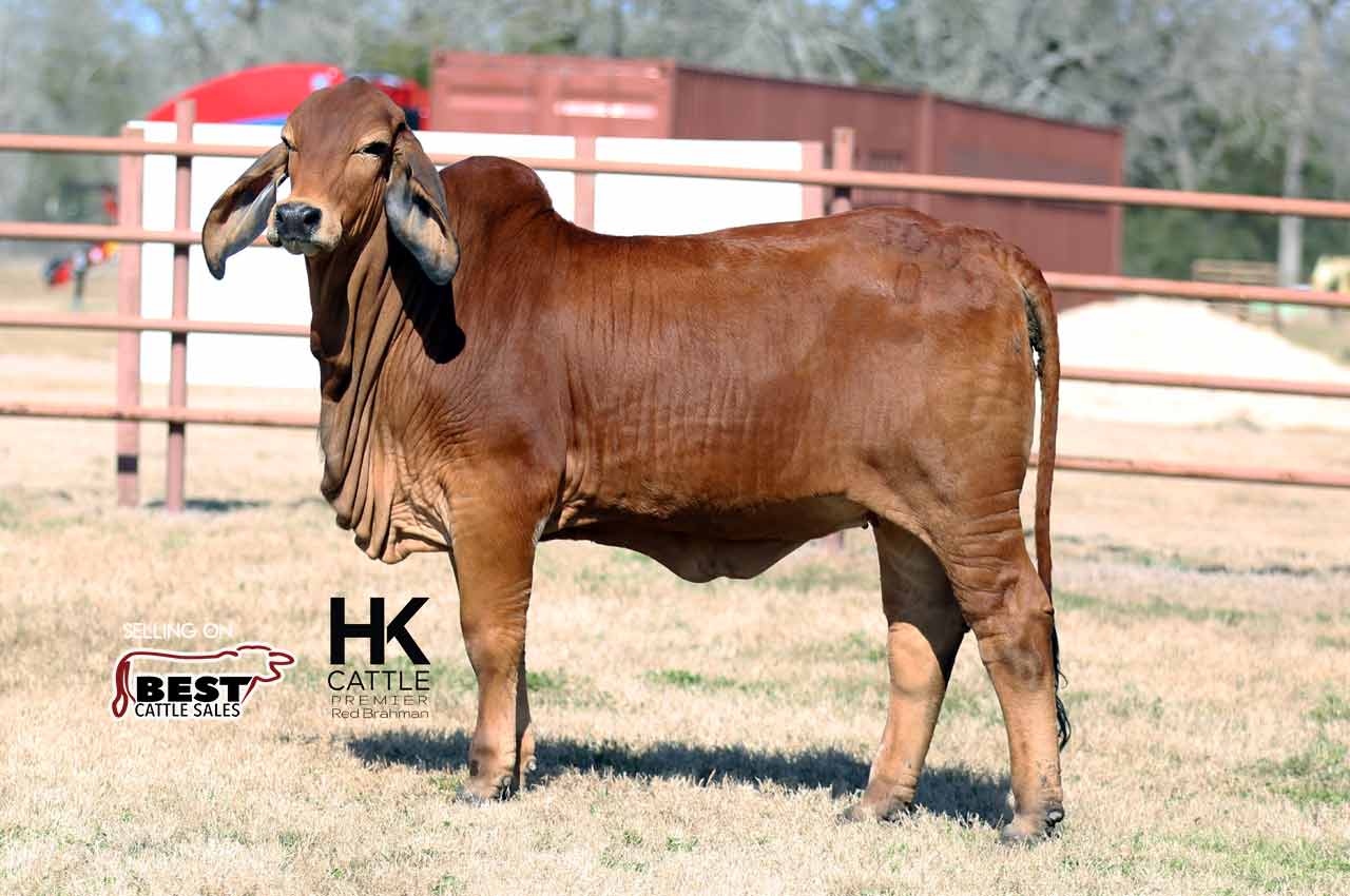 LOT 11 - HK MS. PARAGON PLUS 100/0