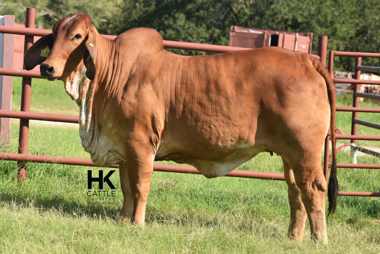 LOT 10 - HK MS RAY 230/2