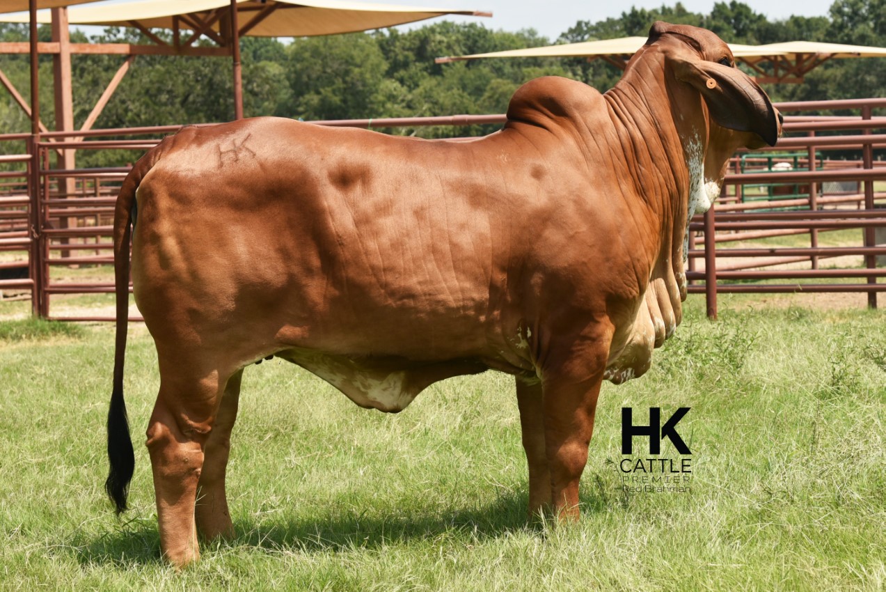 LOT 13 - HK MS. RAY 312/3