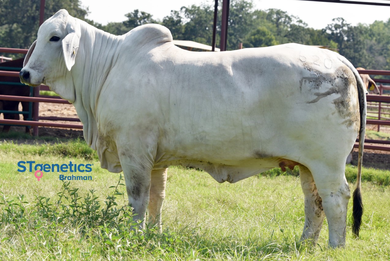 LOT 02 - MISS J&M HELEN 620/2