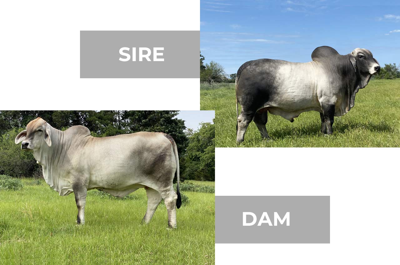 LOT 10 - PREGNANT RECIP - MR US POLLED FUSION 711/9 (P) x MS US POLLED ...