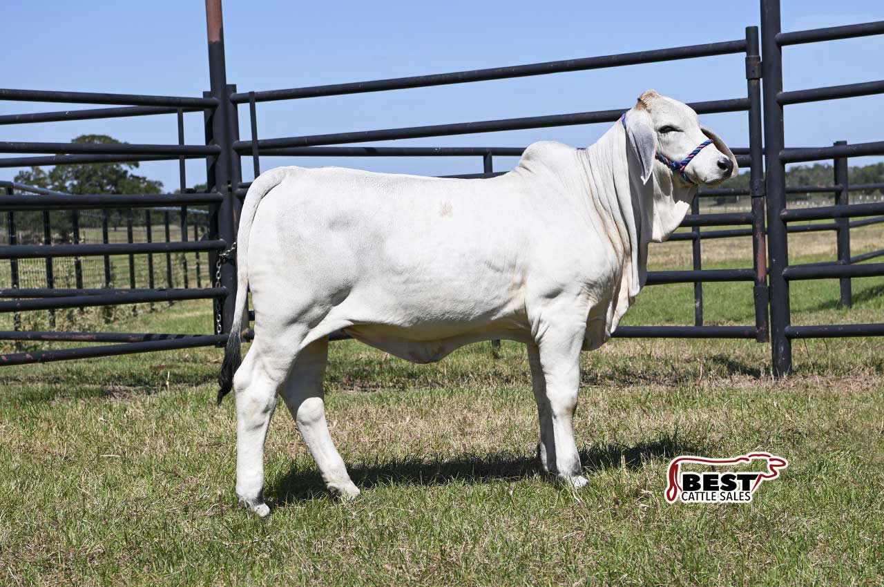 LOT 05 - SCHULTES MISS RILEY 295/1