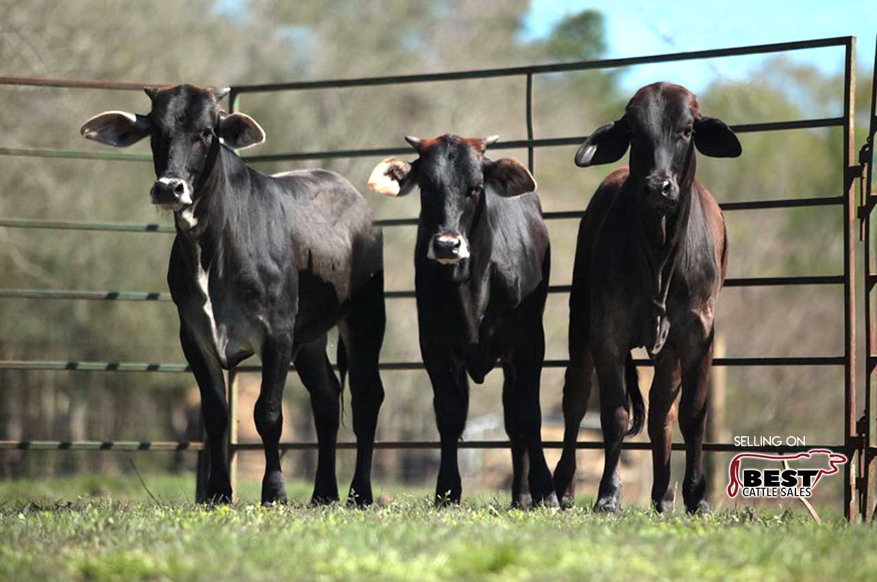 LOT 17 - 3 BLACK BRAHMAN CROSS OPEN FEMALES