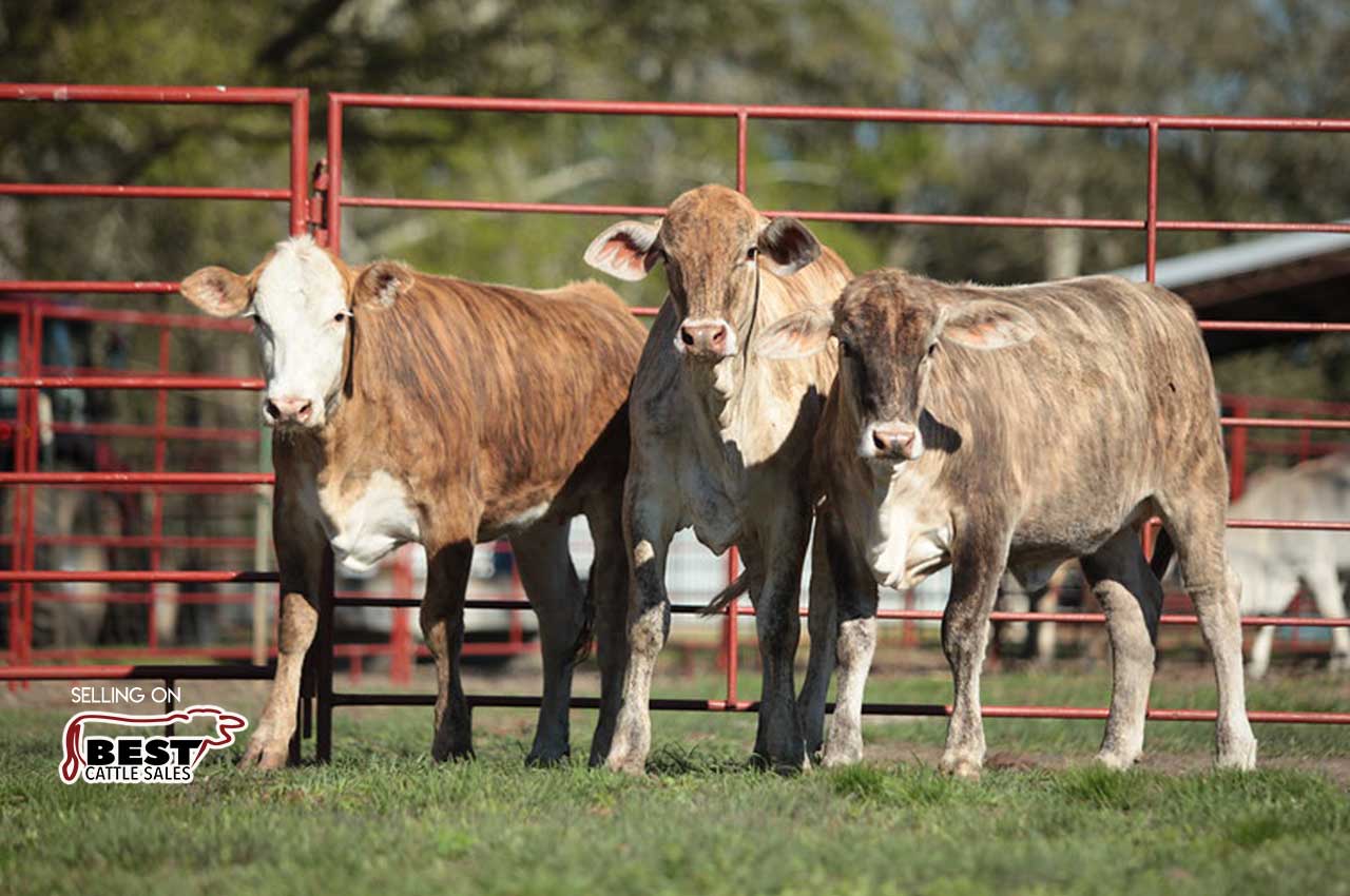 LOT 19 - 3 TIGER STRIPE OPEN FEMALES