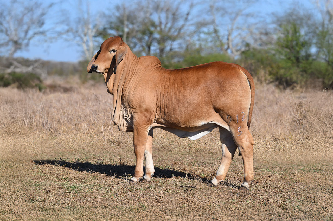 LOT 05 - LADY H LUCY ROJO 912/5