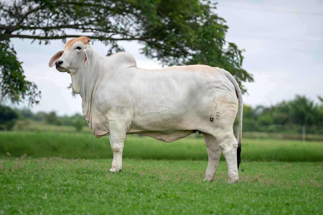 LOTE 03 - RC MAYA ALTEA 683/1 TE