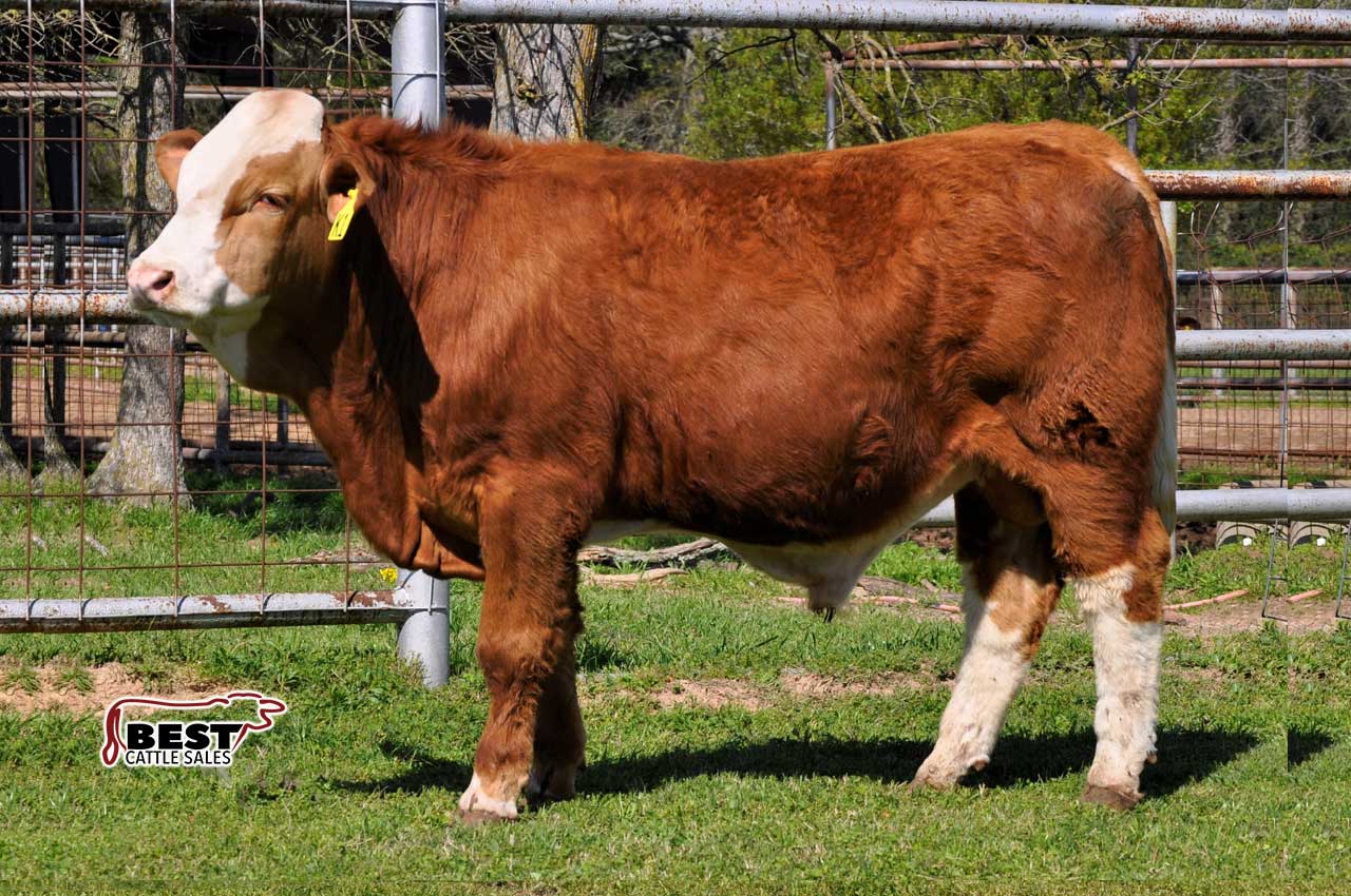 LOT 04 - T5 KAYSON