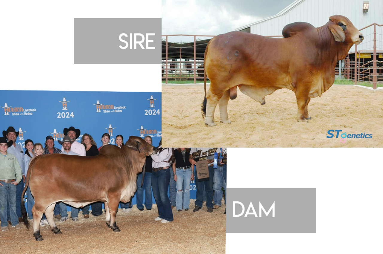 LOT 10 -+TJF MR. SMOKIN GUN 109/7 X CJ BAR MISS ESME 33/1 -BRED RECIP