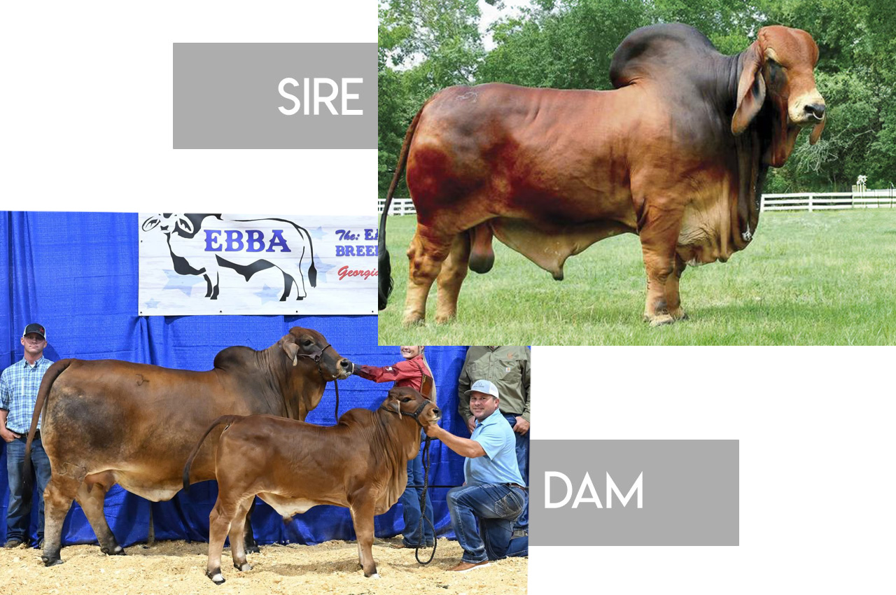 LOT 08 -+BB MR STING-RAY 10/0 X LADY L VIDALIA ROJO 552-BRED RECIP