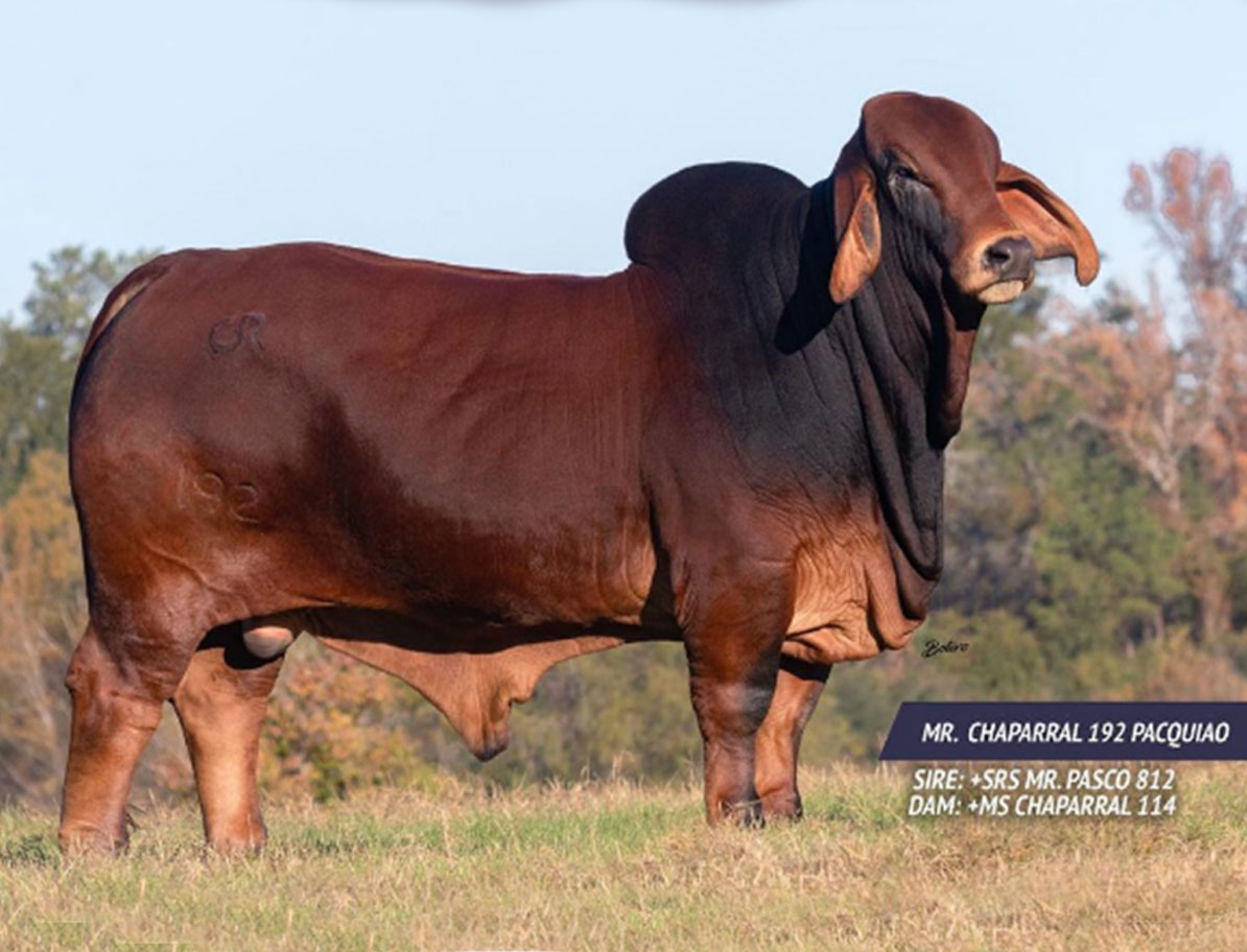 LOT 37 - MR. CHAPARRAL 192 “PACQUIAO”- 3 CONVENTIONAL UNITS/3 CERTS