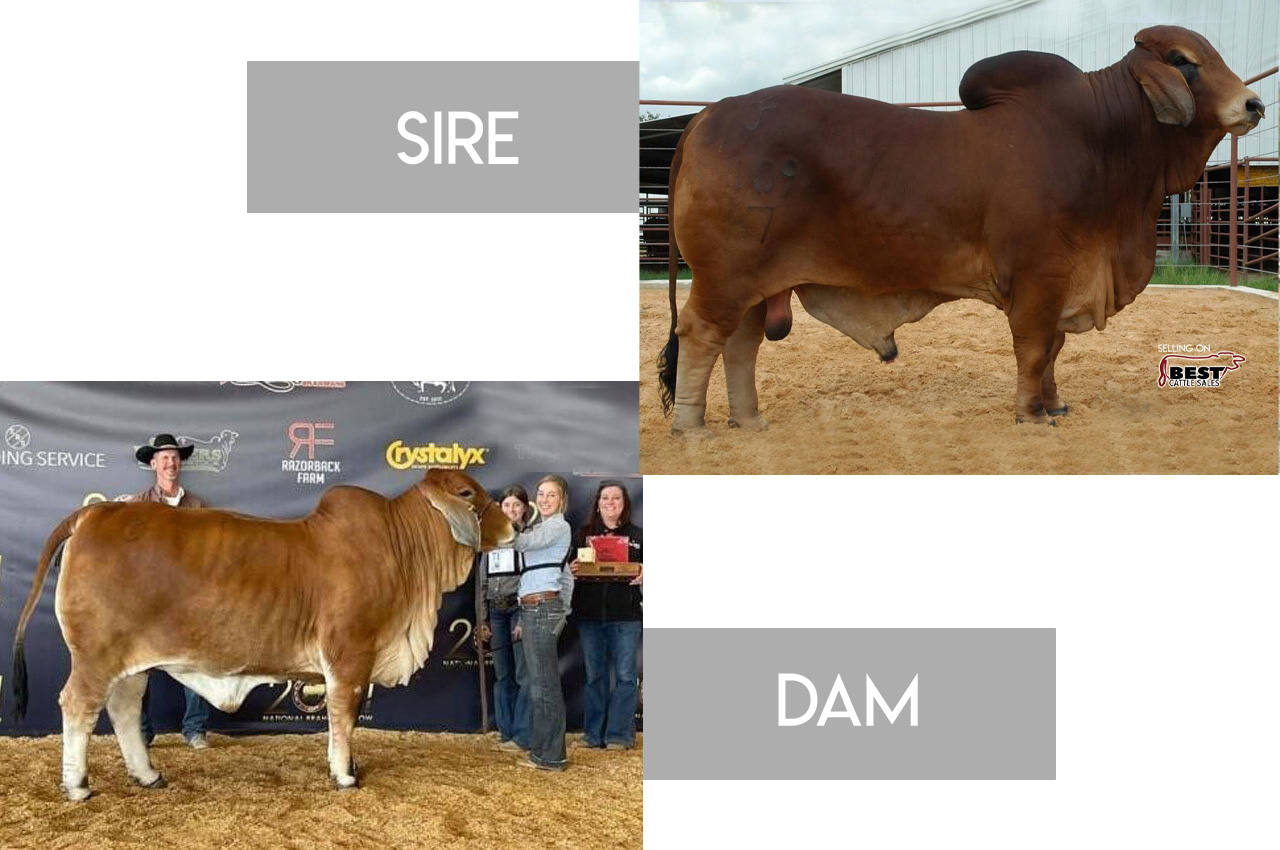LOT 07 - + TJF MR. SMOKIN GUN 109/7 x CT LADY PASCO 10/9 - 3 ...